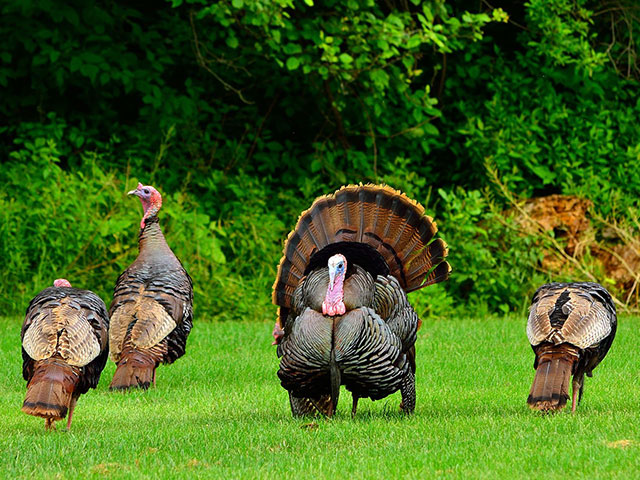 dindes - Marie Volaille